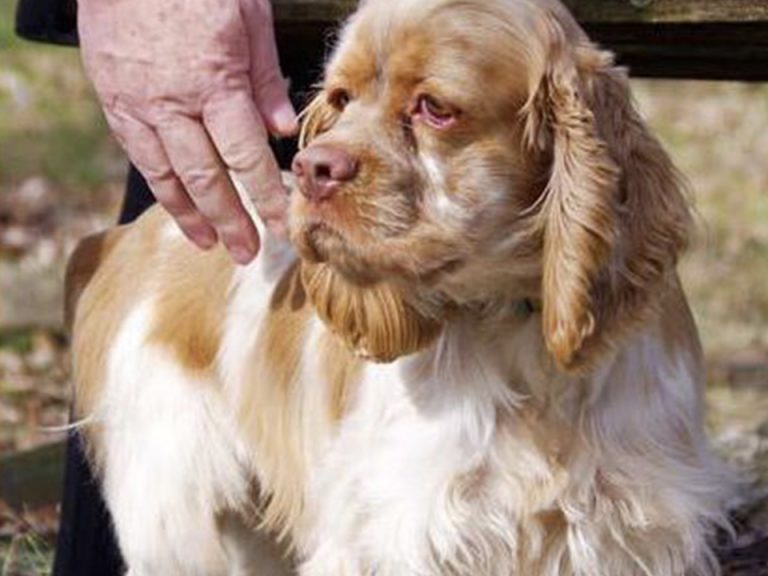 Rainbow Bridge – Columbus Cocker Rescue