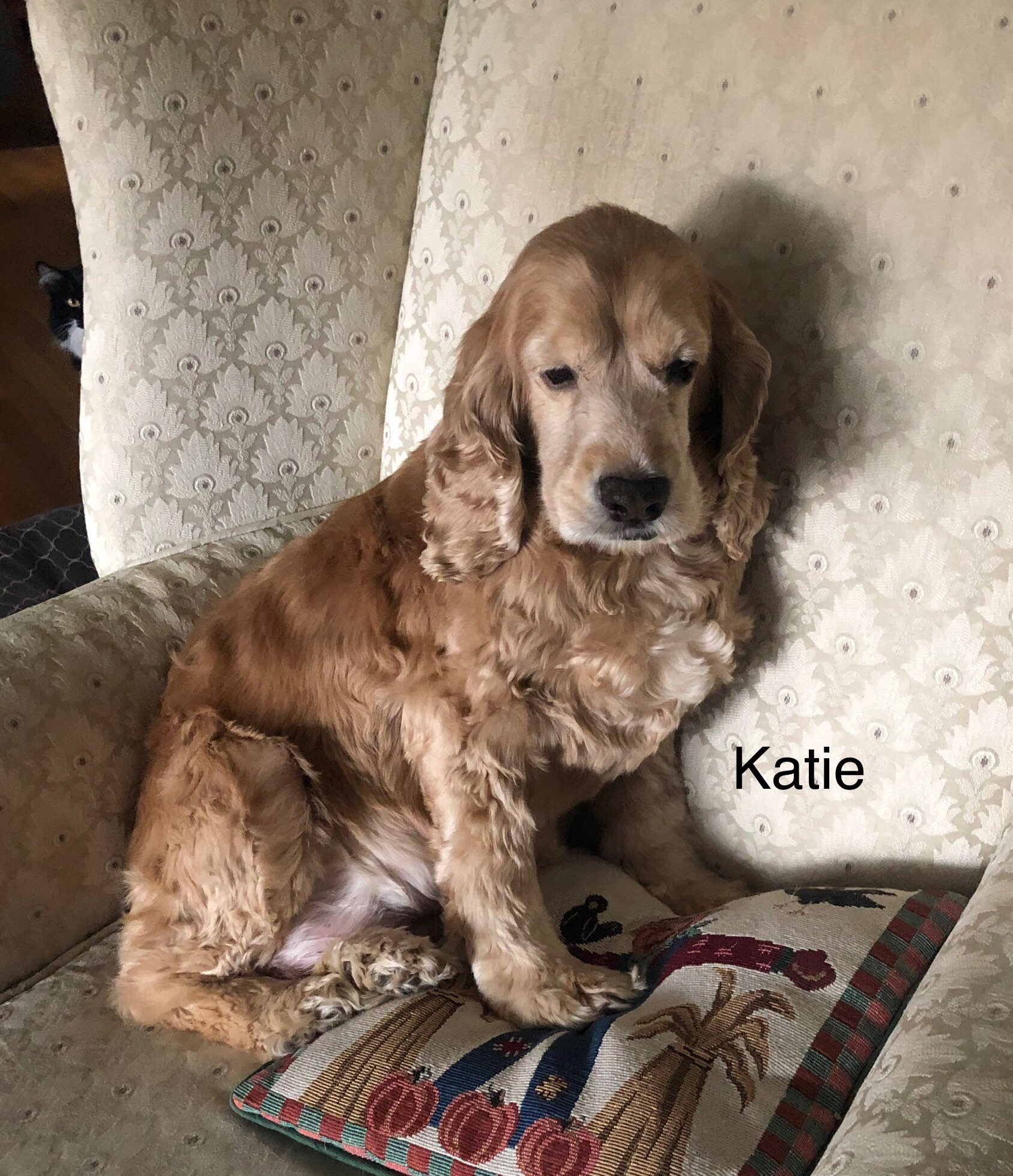 Katie - Columbus Cocker Rescue